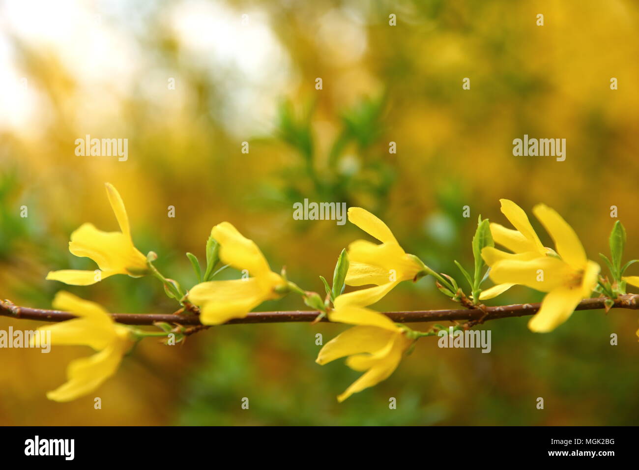 Forsythia is a beautiful shrub that blooms in early spring yellow long ...