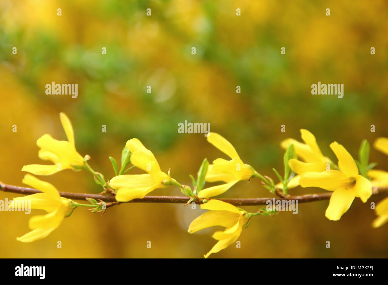 Forsythia is a beautiful shrub that blooms in early spring yellow long ...