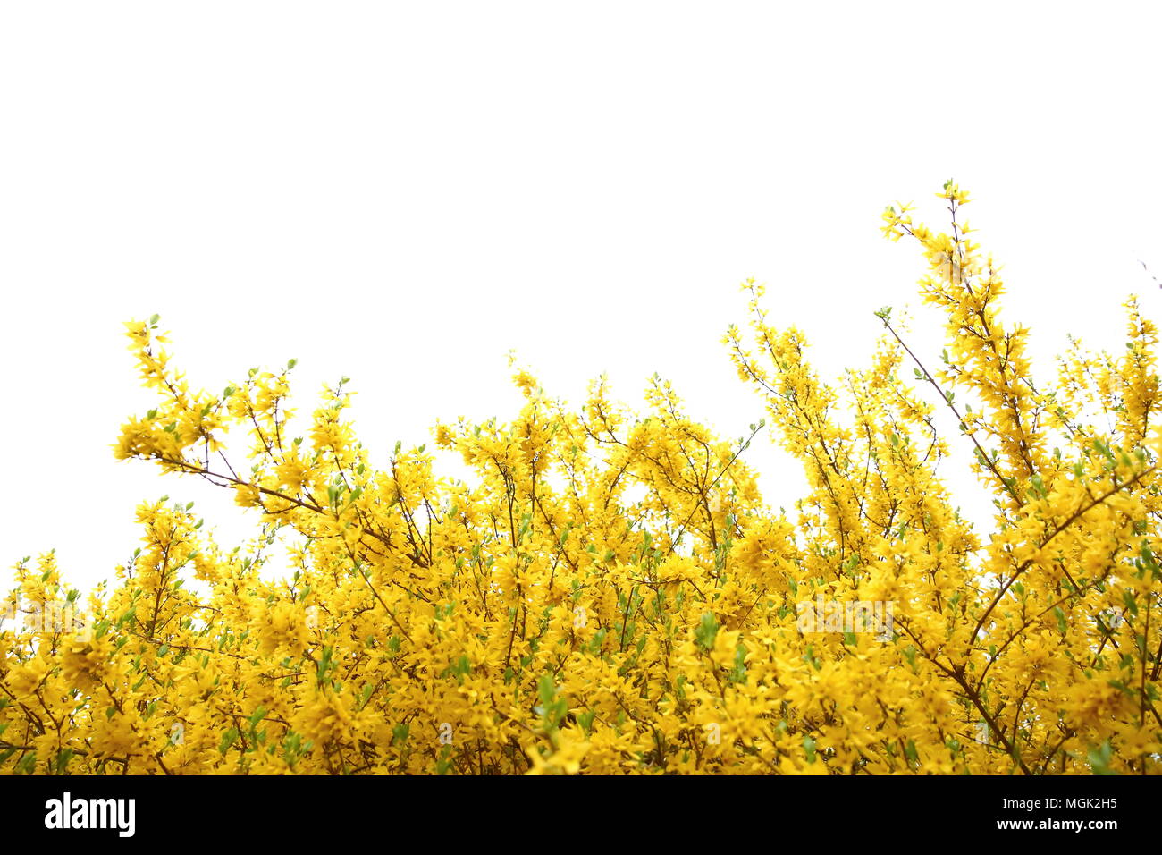 Forsythia is a beautiful shrub that blooms in early spring yellow long ...