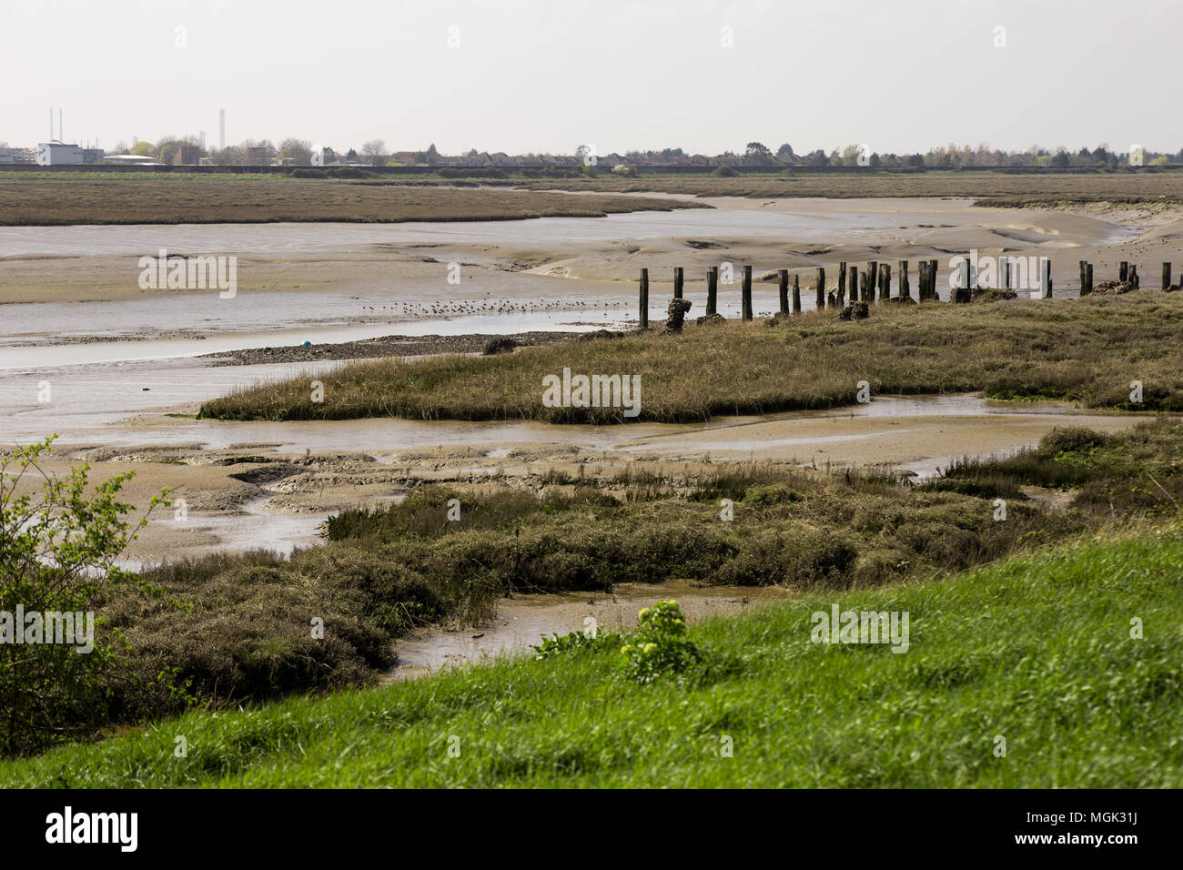 Tidal swamp hi-res stock photography and images - Alamy