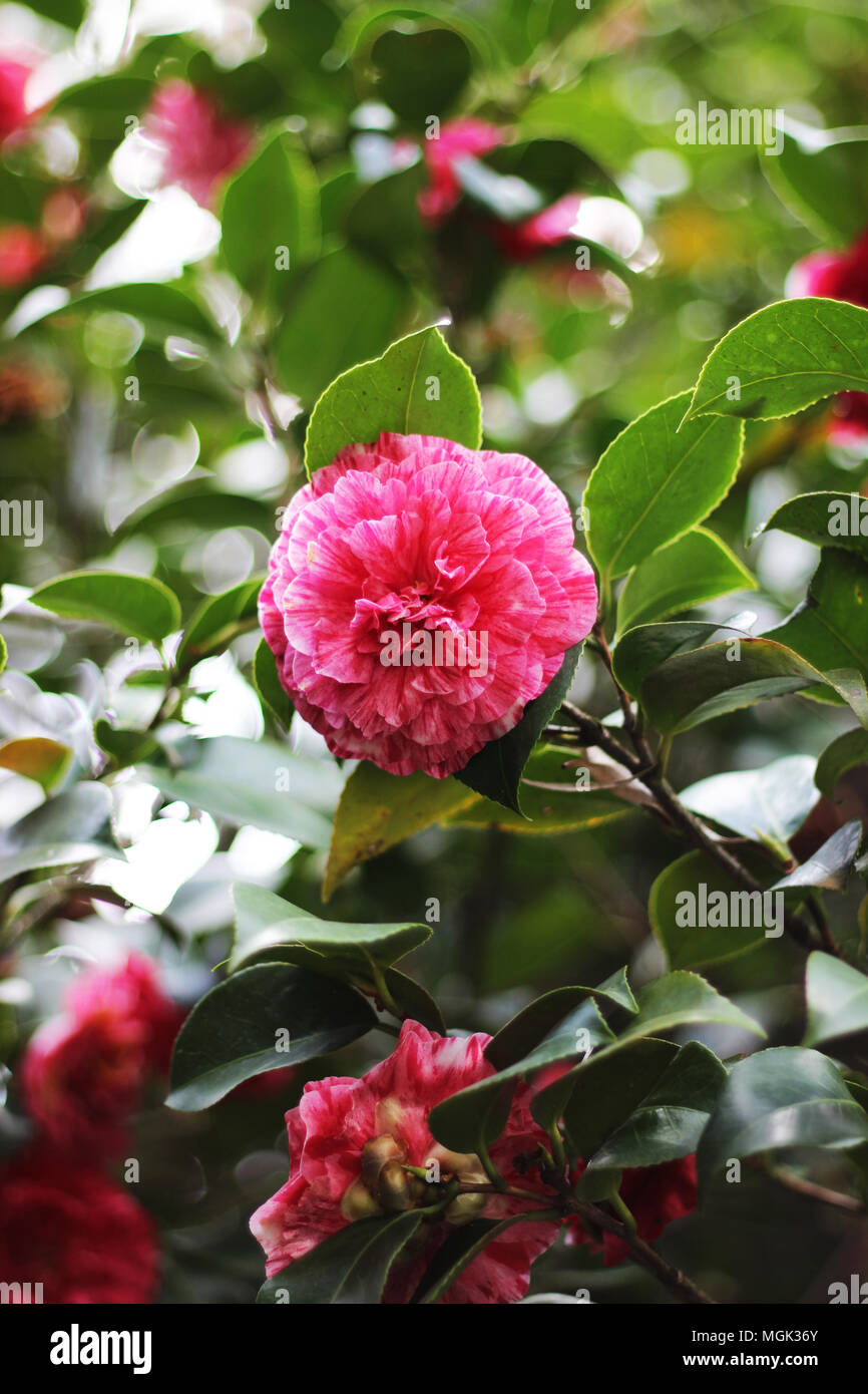 botanical plants and flowers Stock Photo - Alamy