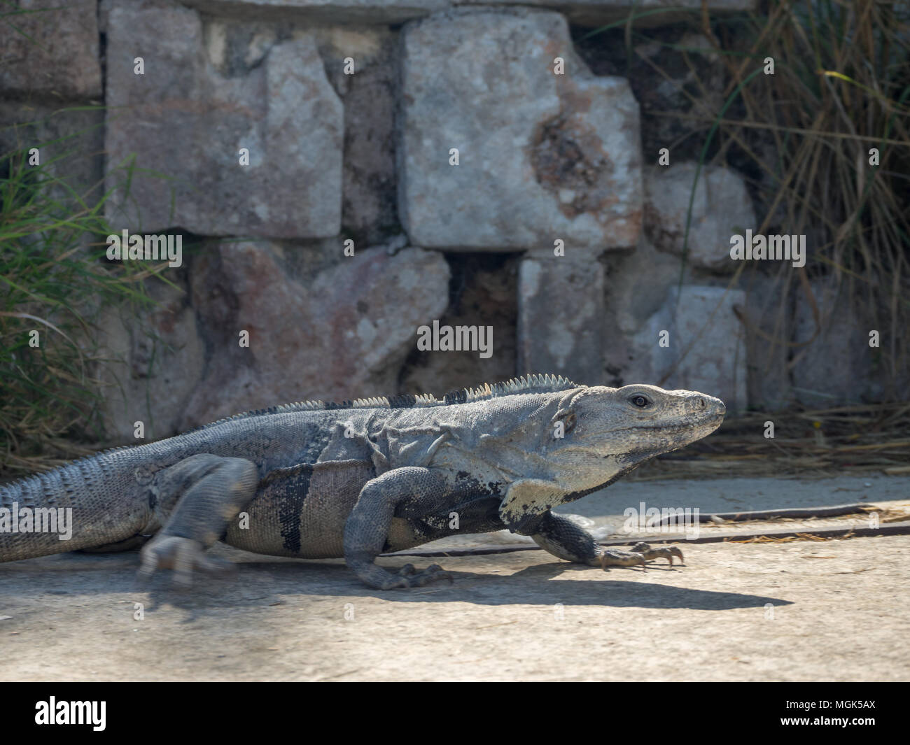 Iguana lizard on ancient Mayan ruins in Mexico, Indian Aztec Zapotec ...