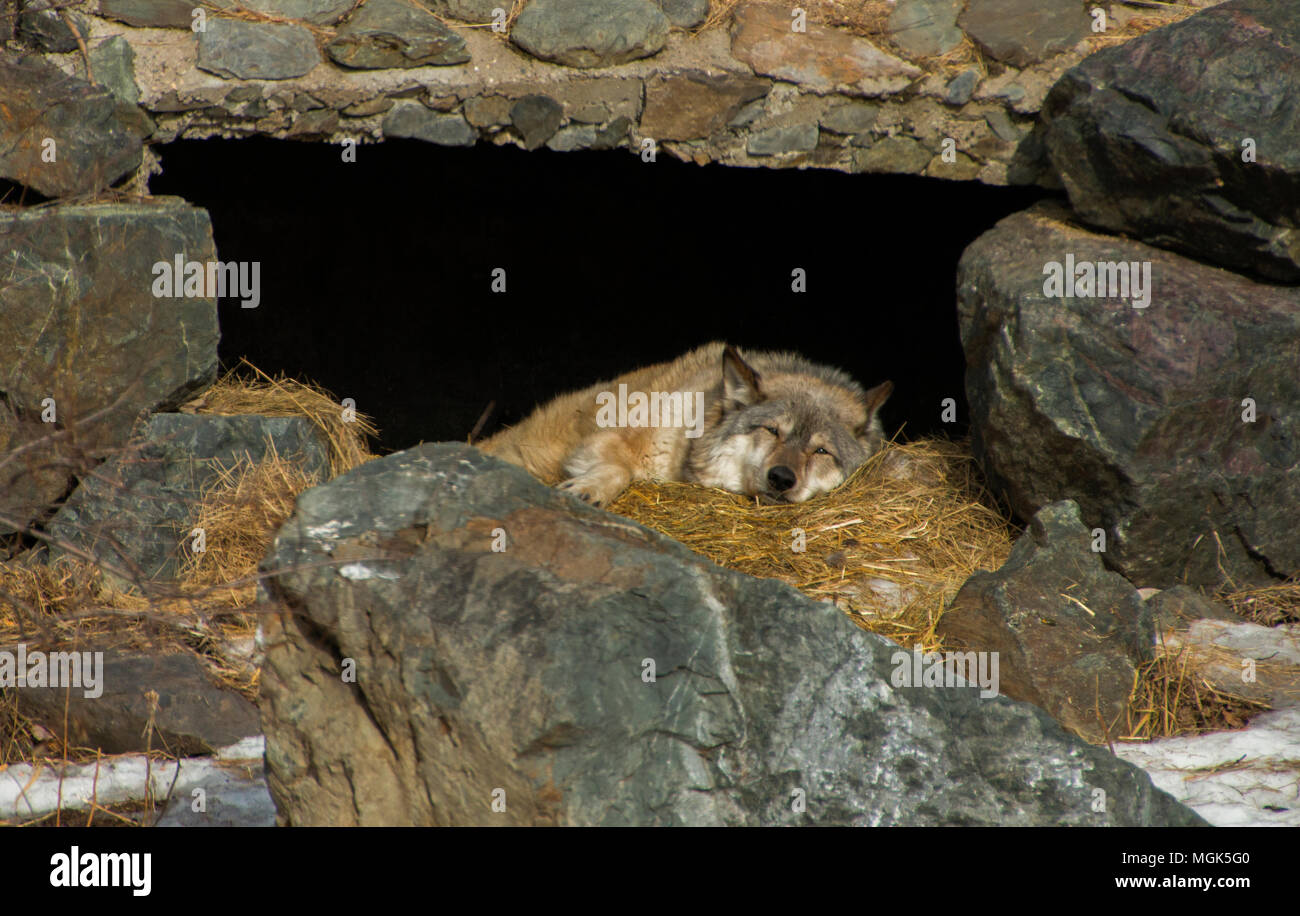 The International Wolf Center in Ely, Minnesota houses several Great ...