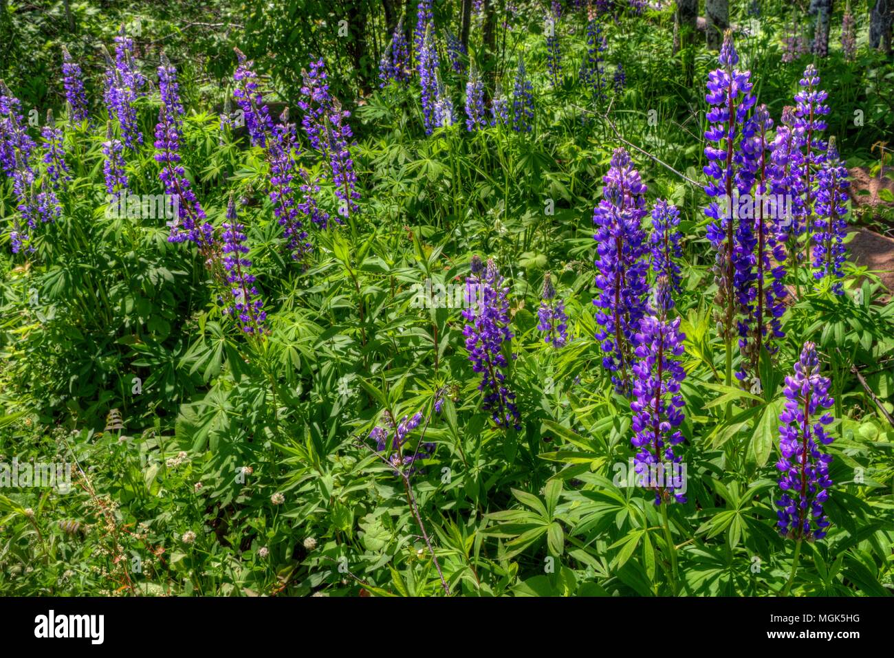 Hawks Ridge is a park in Duluth, Minnesota with view of the city and ...