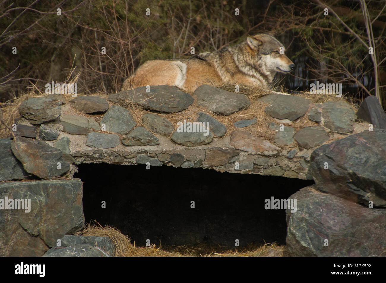 The International Wolf Center in Ely, Minnesota houses several Great ...