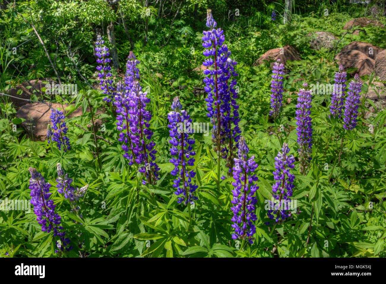 Hawks ridge hi-res stock photography and images - Alamy