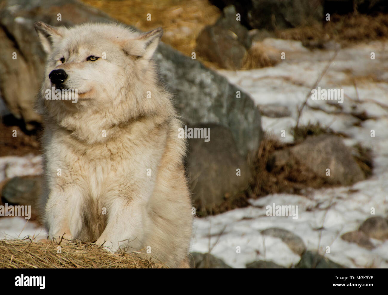 The International Wolf Center in Ely, Minnesota houses several Great ...