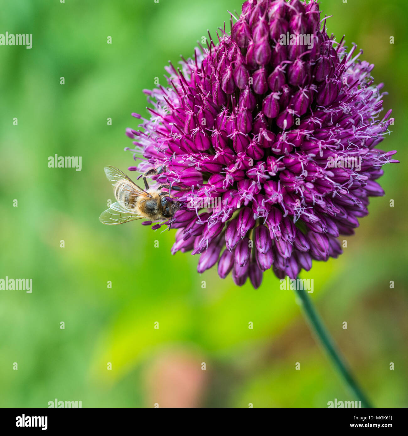 Pollen from allium flower hi-res stock photography and images - Alamy