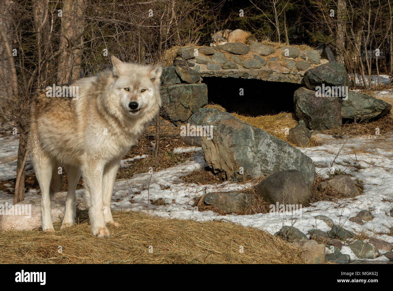 The International Wolf Center in Ely, Minnesota houses several Great Wolves Stock Photo - Alamy
