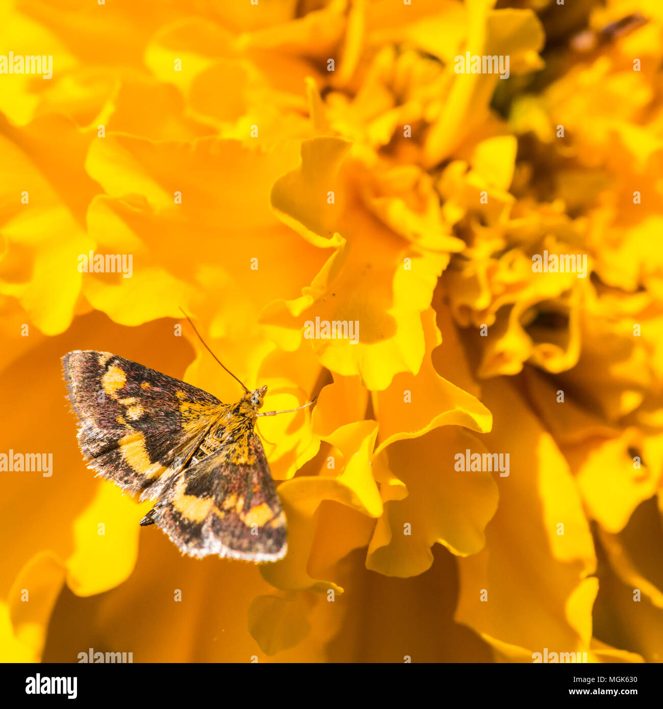 Mint bloom insect hi-res stock photography and images - Alamy