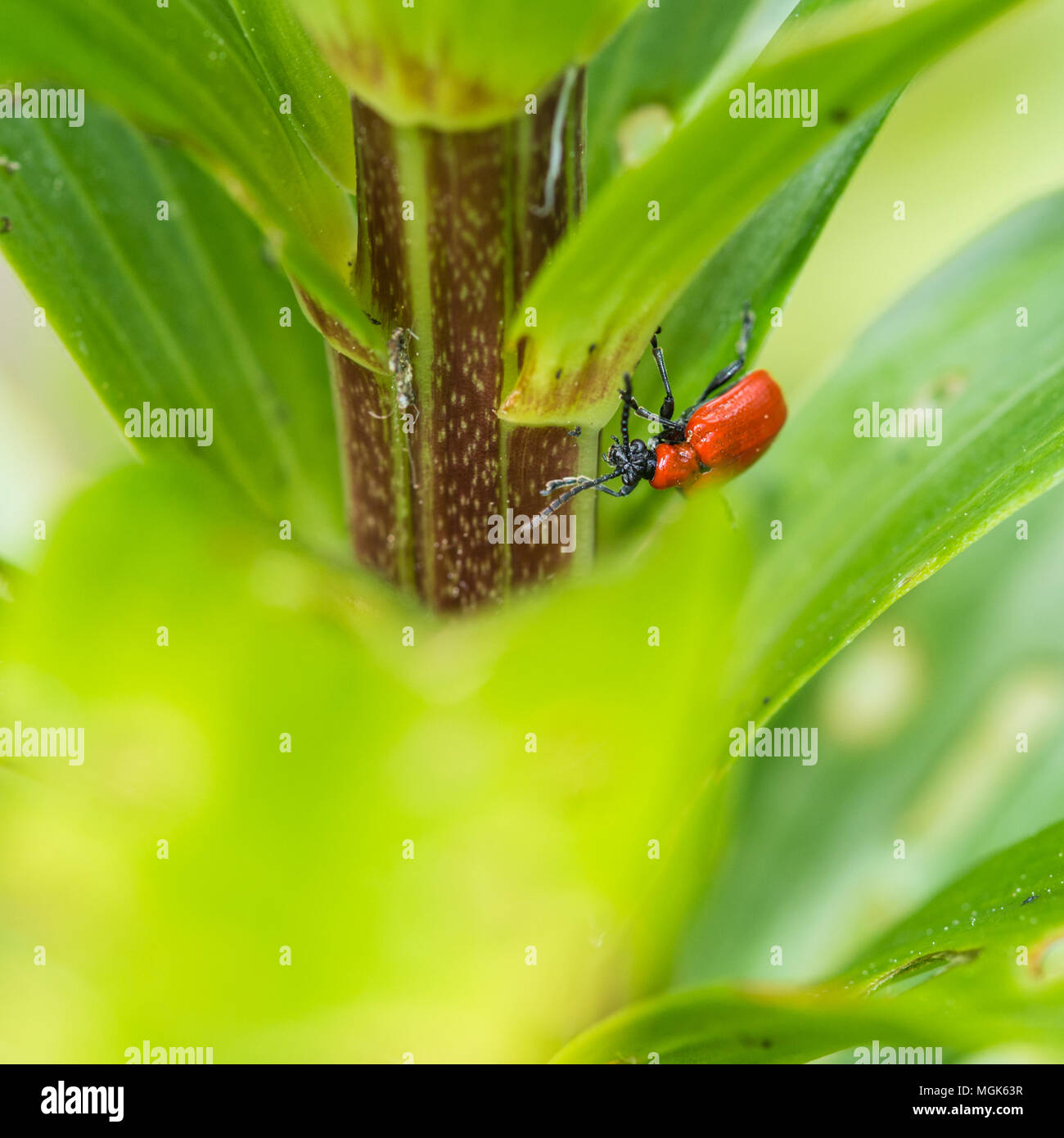 Hiding beetle hi-res stock photography and images - Alamy