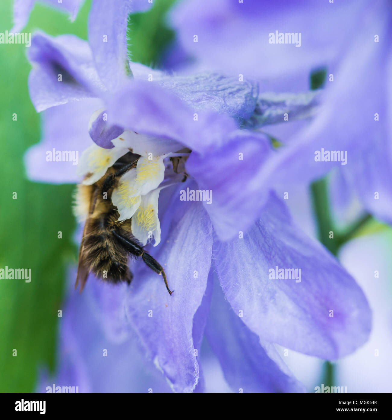 A macro shot of a bee collecting pollen from a light blue delphinium ...
