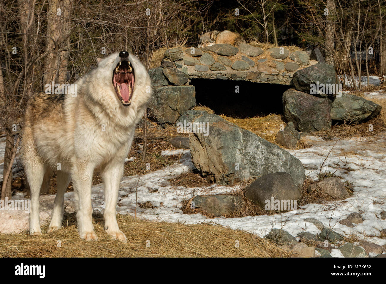 The International Wolf Center in Ely, Minnesota houses several Great ...