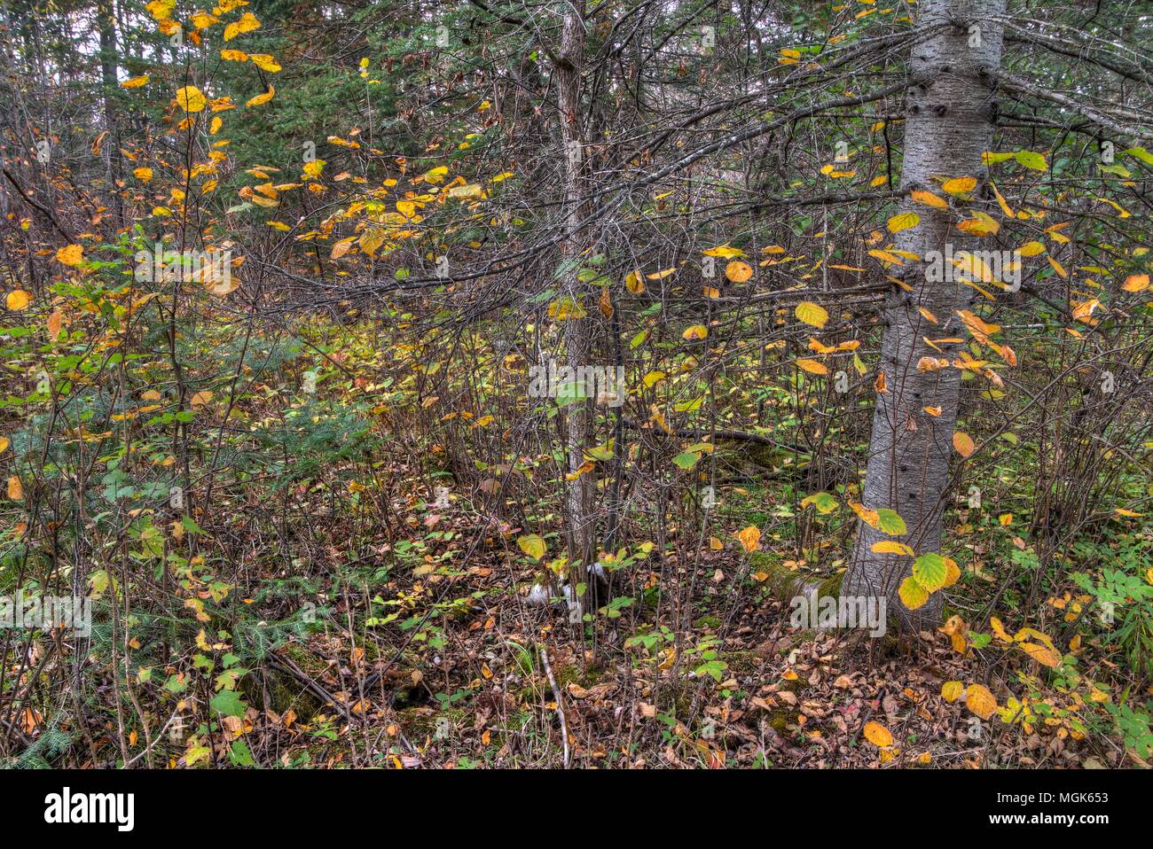 Kakabeka Provincial Park High Resolution Stock Photography and Images ...
