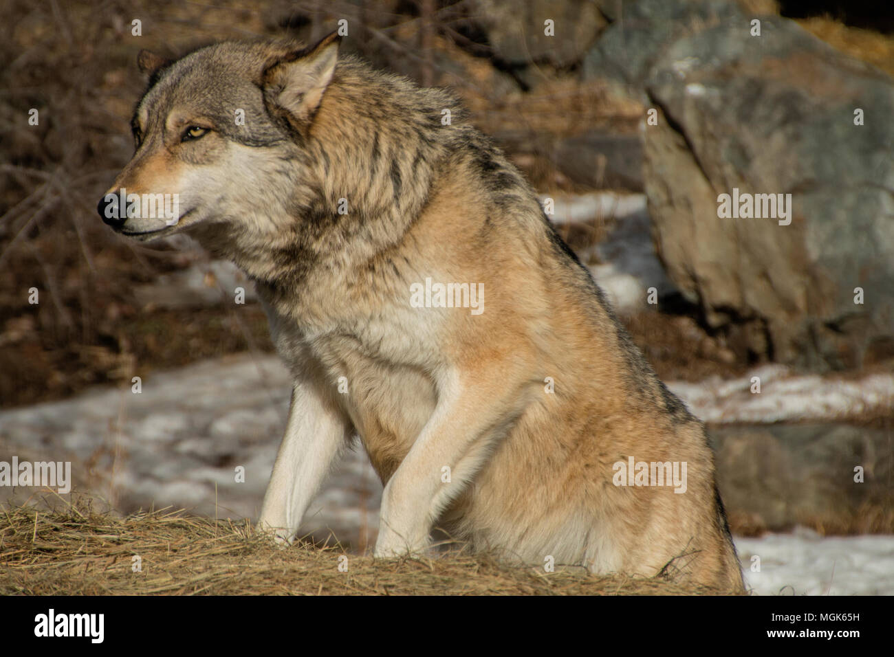 The International Wolf Center in Ely, Minnesota houses several Great ...