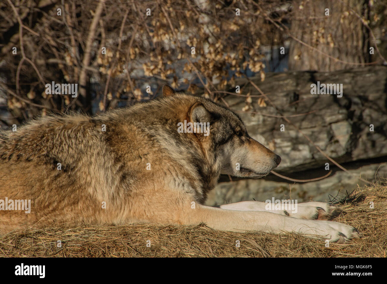 The International Wolf Center in Ely, Minnesota houses several Great ...