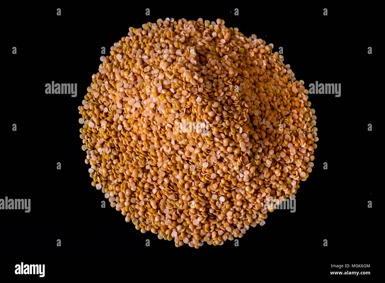 It is a bushy annual plant of the legume family, known for its lens ...