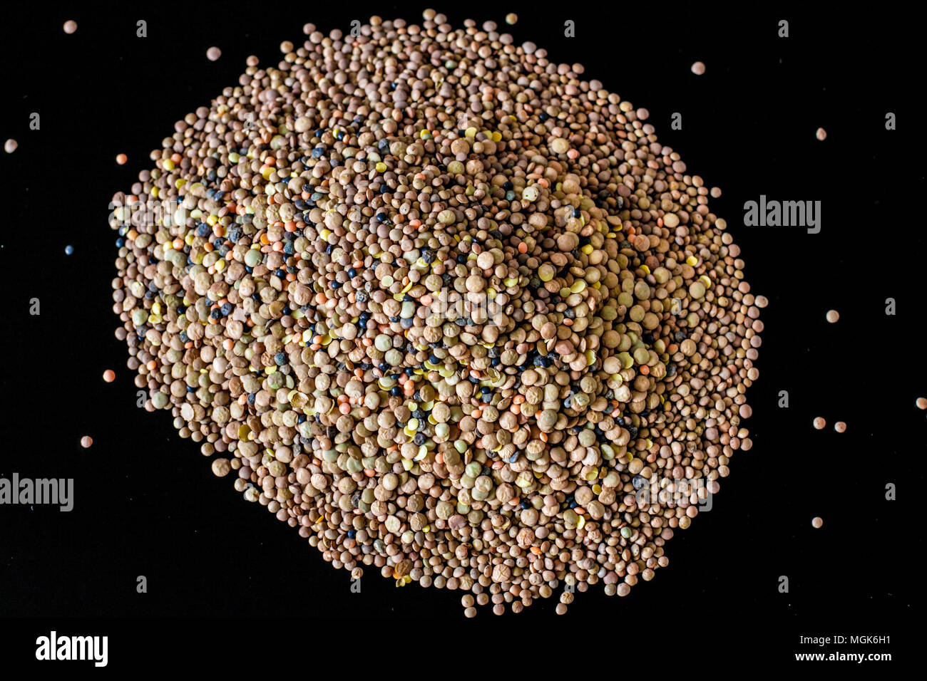 It is a bushy annual plant of the legume family, known for its lens ...