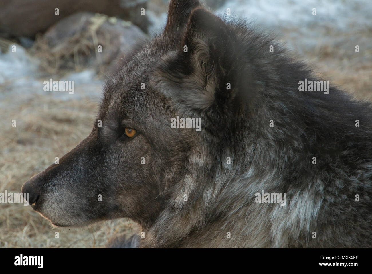 The International Wolf Center in Ely, Minnesota houses several Great ...
