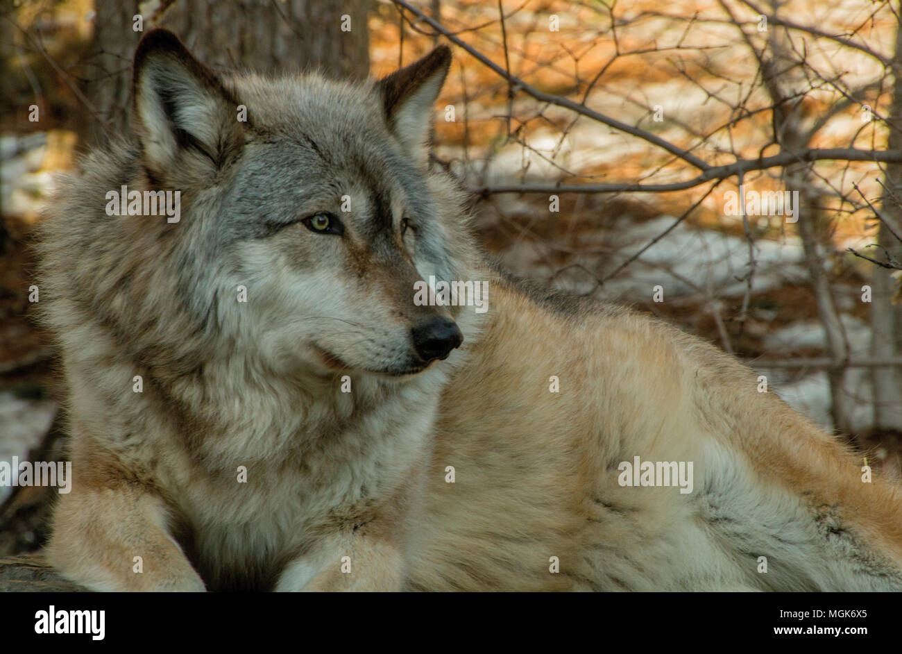 The International Wolf Center in Ely, Minnesota houses several Great Wolves Stock Photo - Alamy