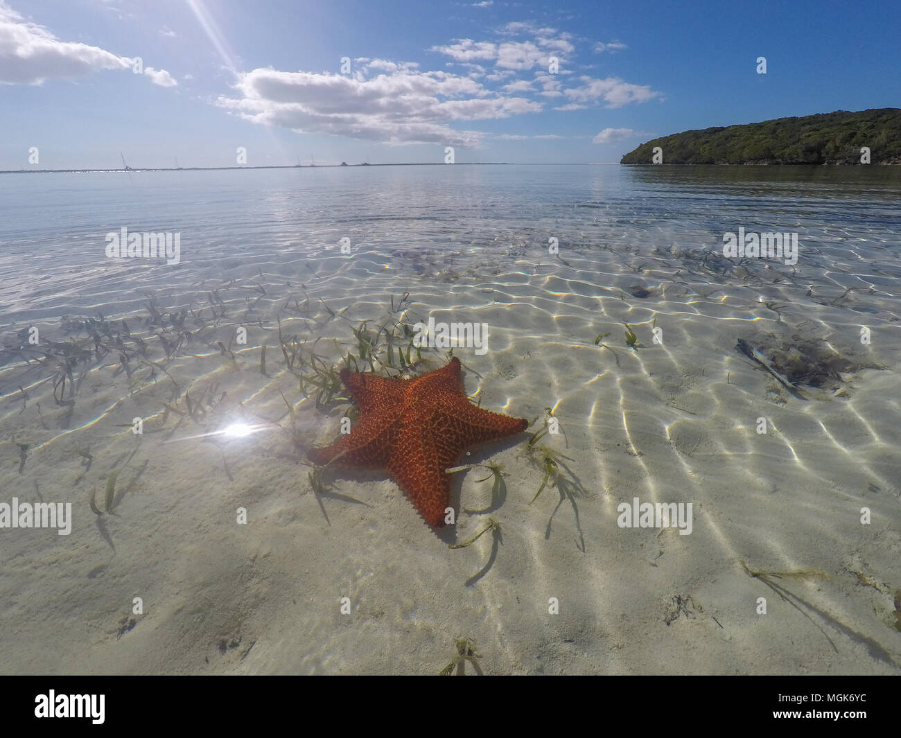 Abaco Islands, Bahamas – a large orange starfish sits on the sandy sea ...