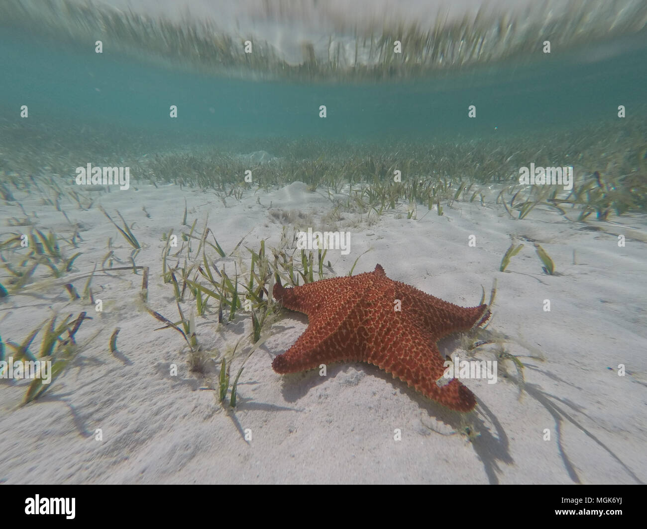 A large sea star moves over sand and grass flats underwater near a ...