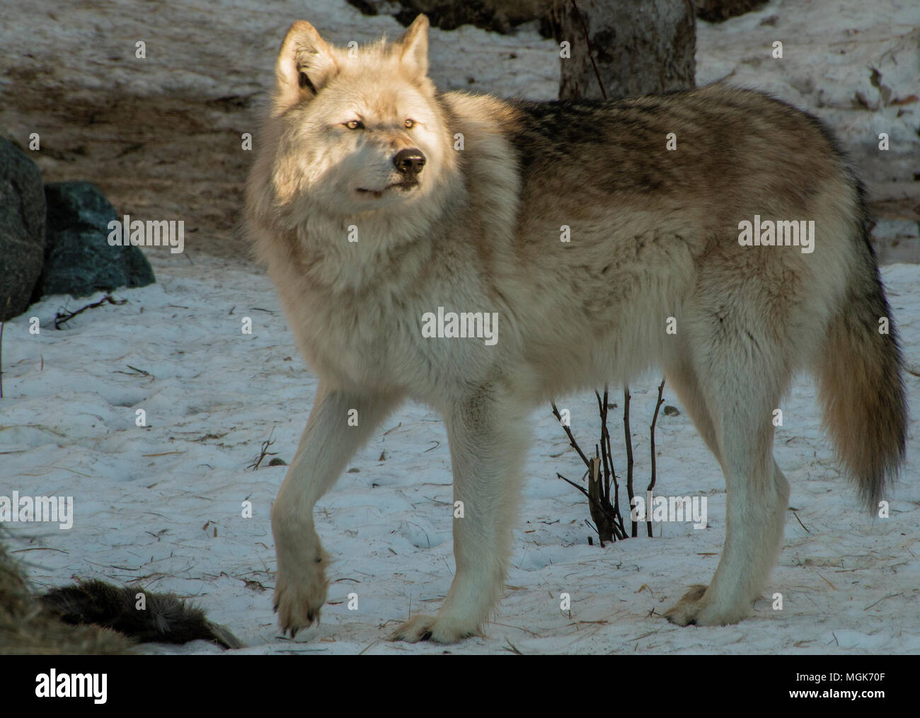 The International Wolf Center in Ely, Minnesota houses several Great ...