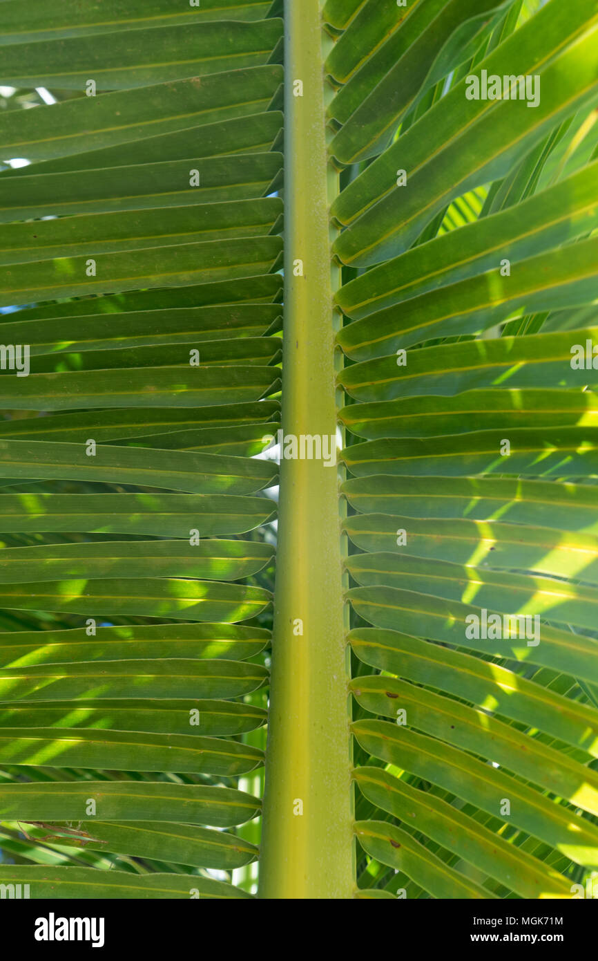 Coconut Tree Leaves Texture