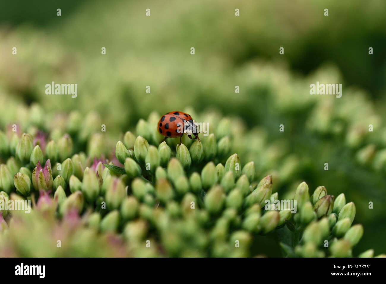 African flower beetle hi-res stock photography and images - Alamy