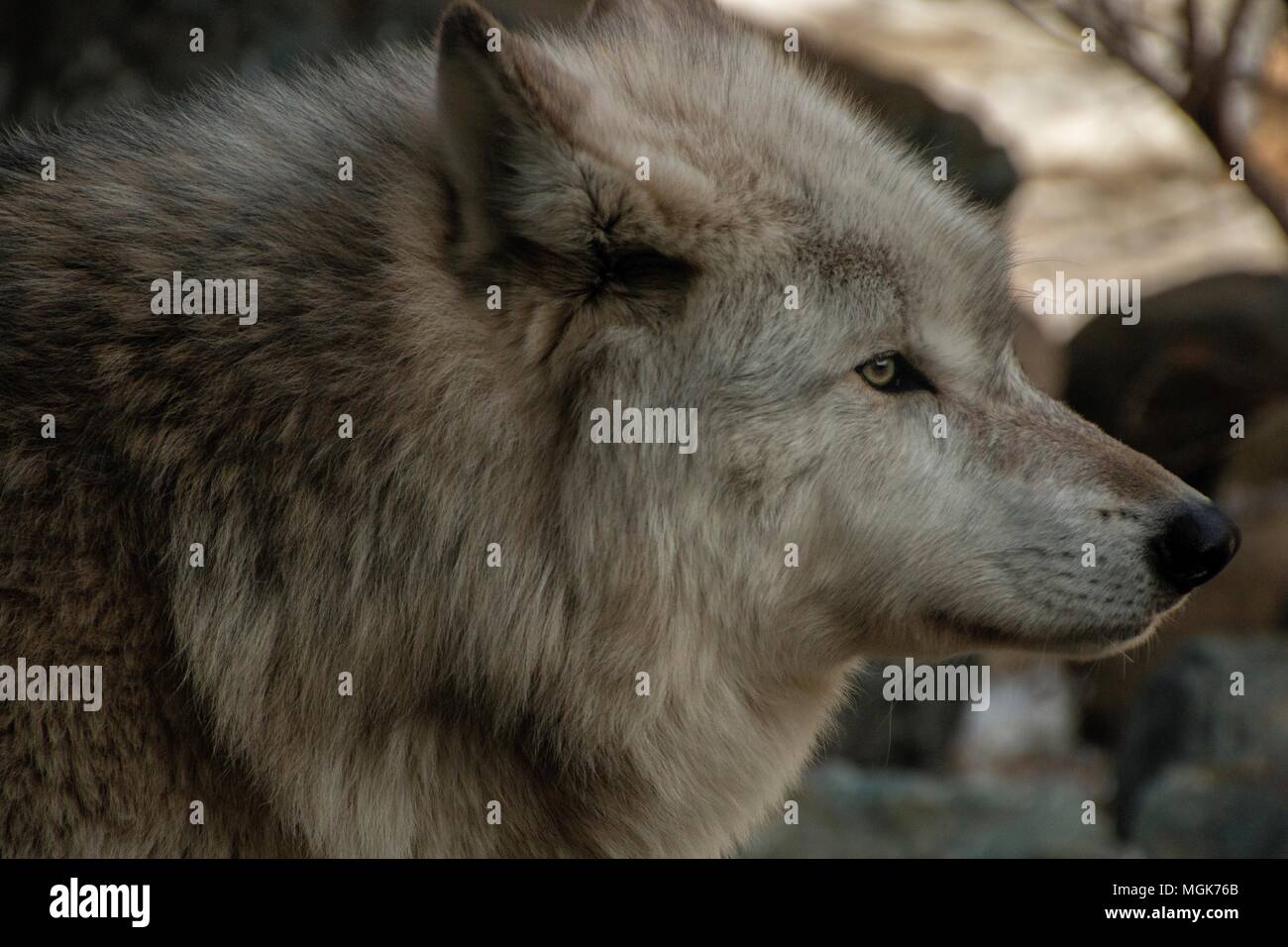 The International Wolf Center in Ely, Minnesota houses several Great ...