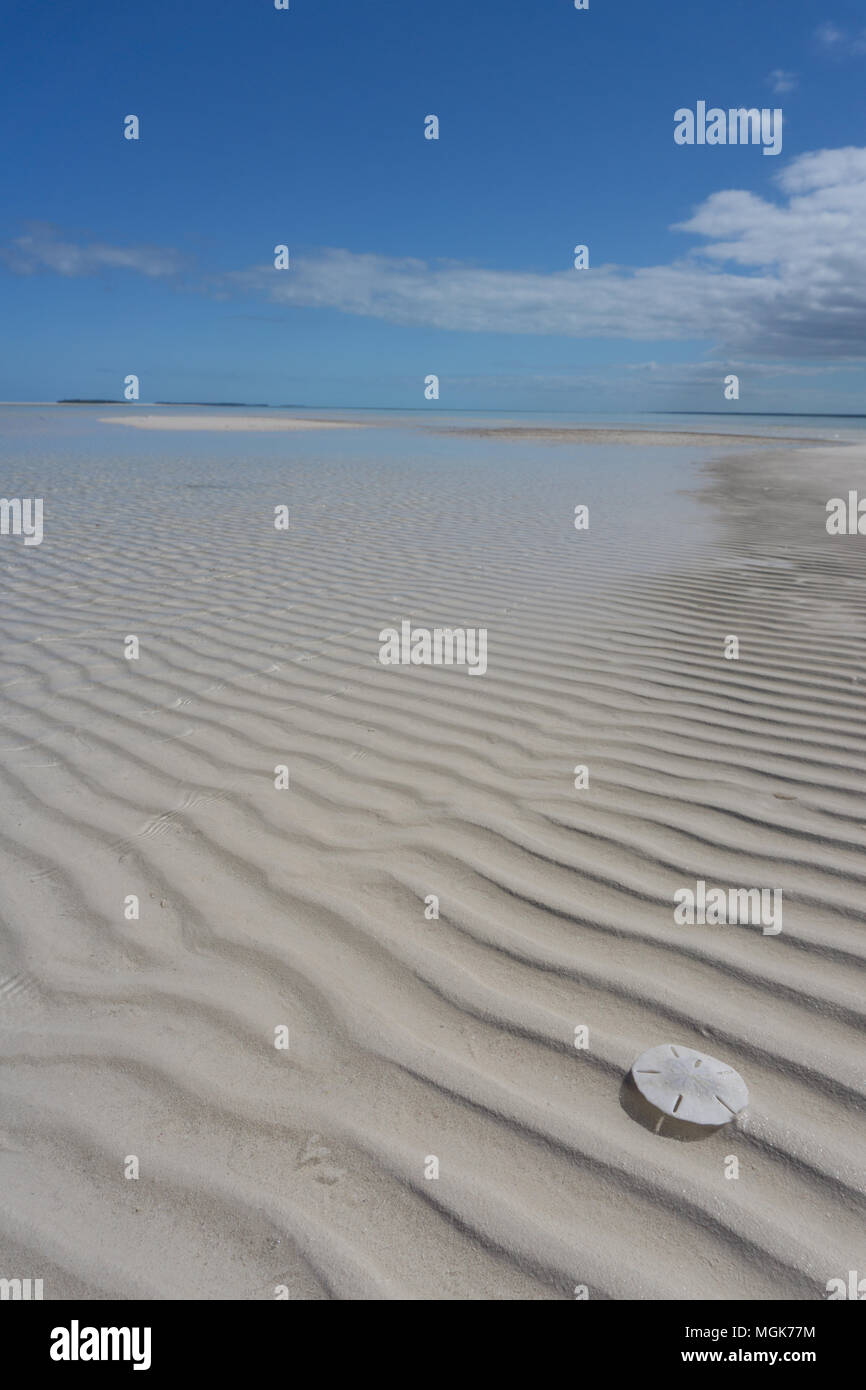 A bright white sand dollar shell sits on rippled sand shaped by waves ...