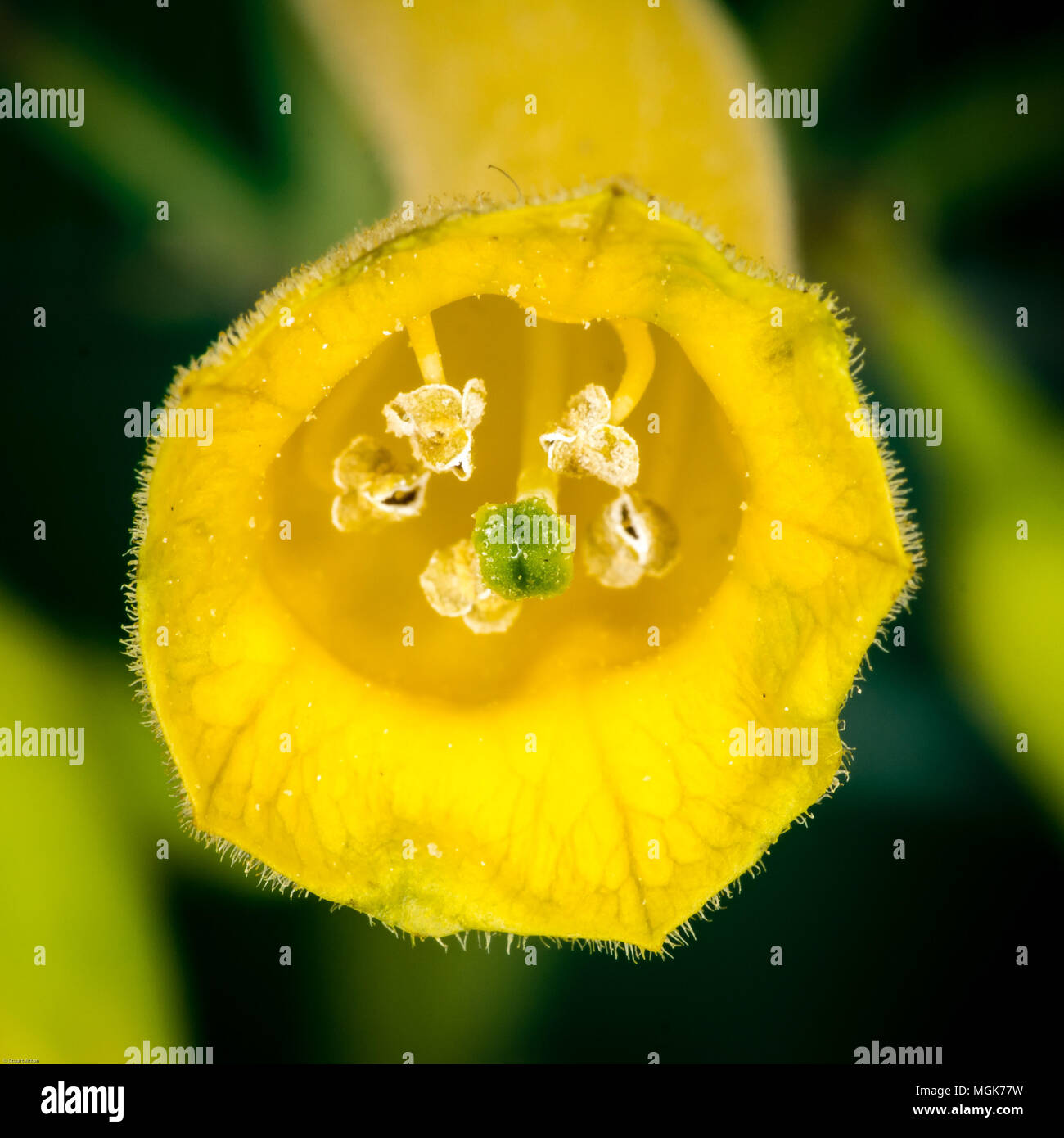 Plants focus hi-res stock photography and images - Alamy