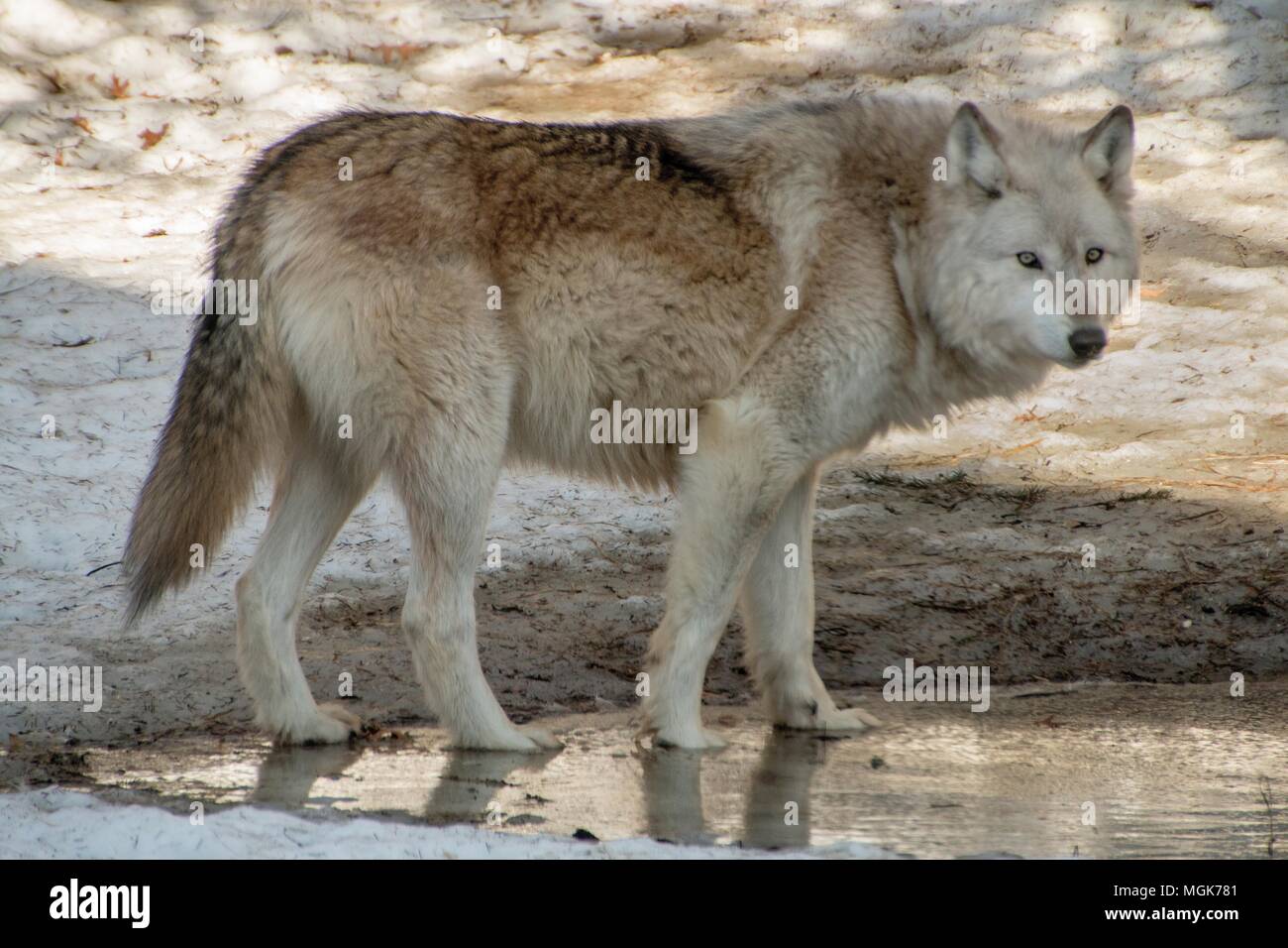 The International Wolf Center in Ely, Minnesota houses several Great ...