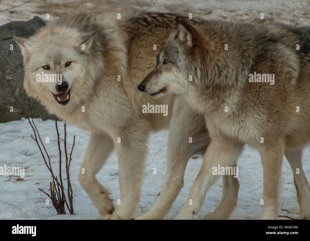 The International Wolf Center in Ely, Minnesota houses several Great ...