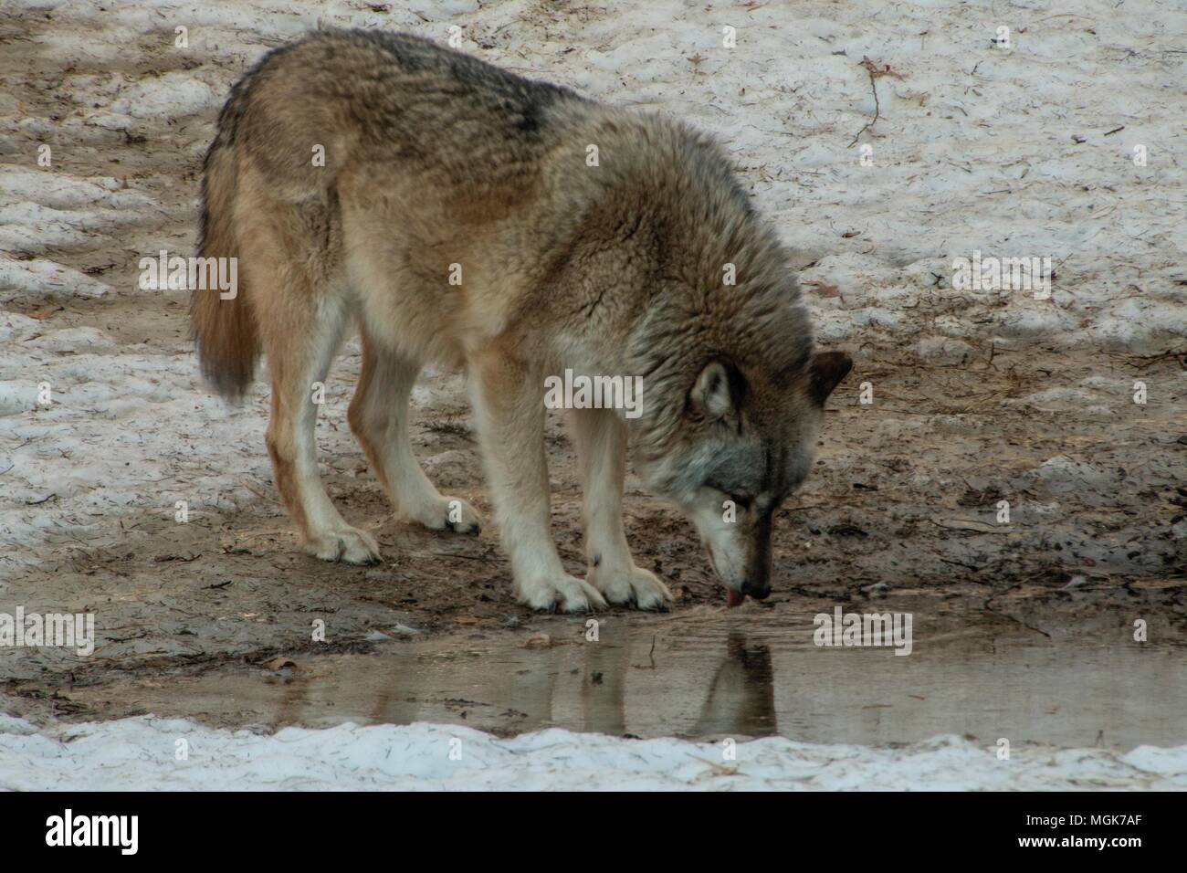 The International Wolf Center in Ely, Minnesota houses several Great ...