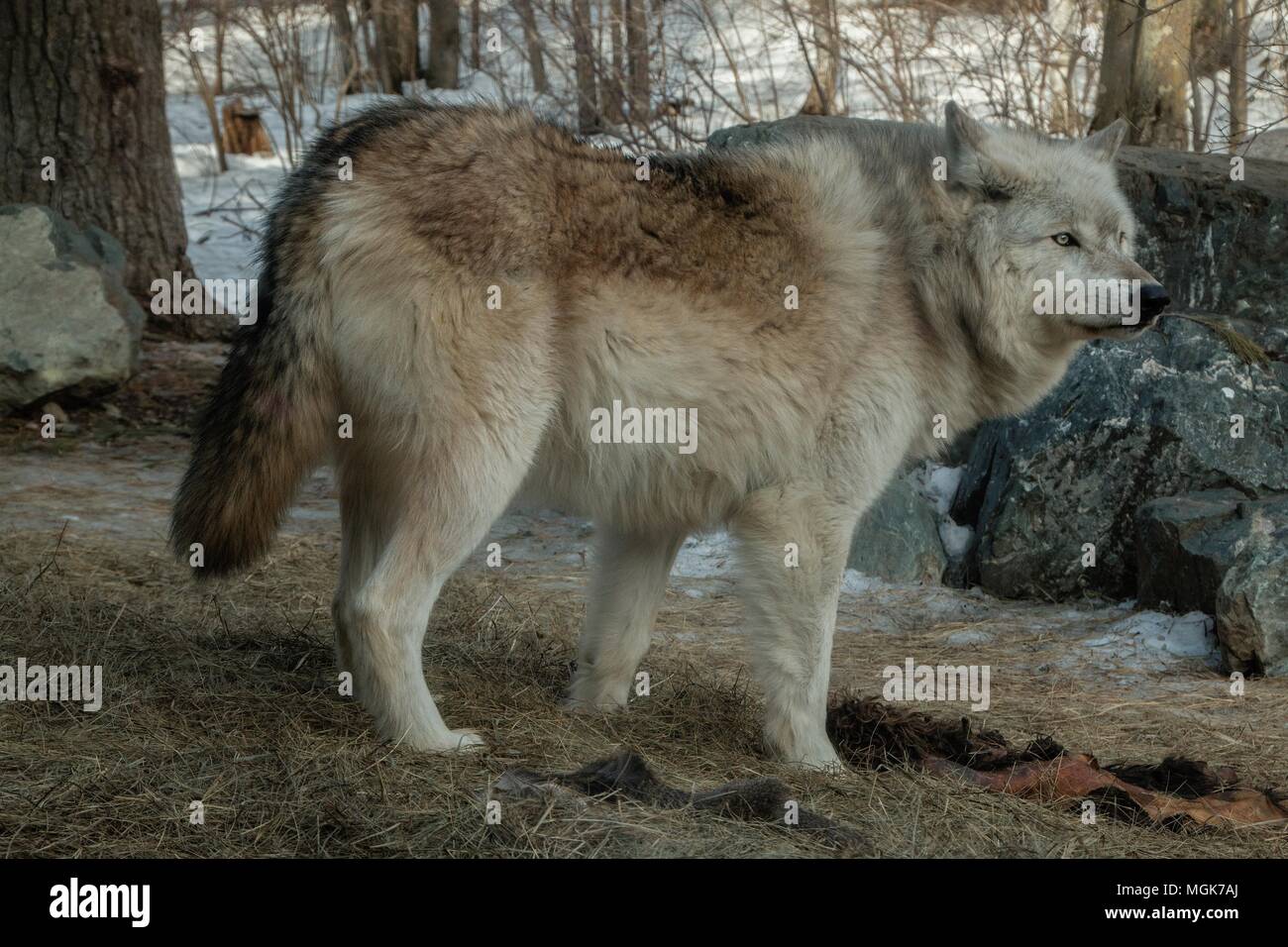 The International Wolf Center in Ely, Minnesota houses several Great ...