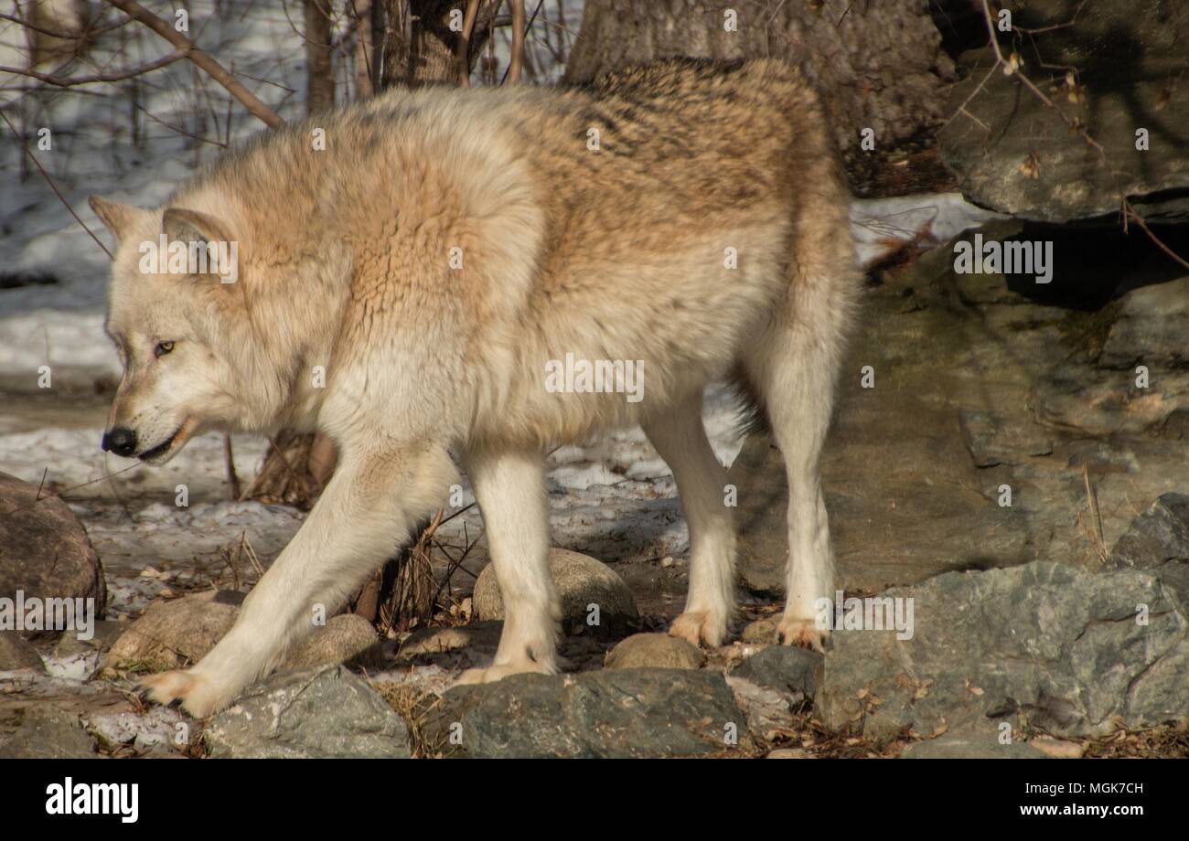 The International Wolf Center in Ely, Minnesota houses several Great ...