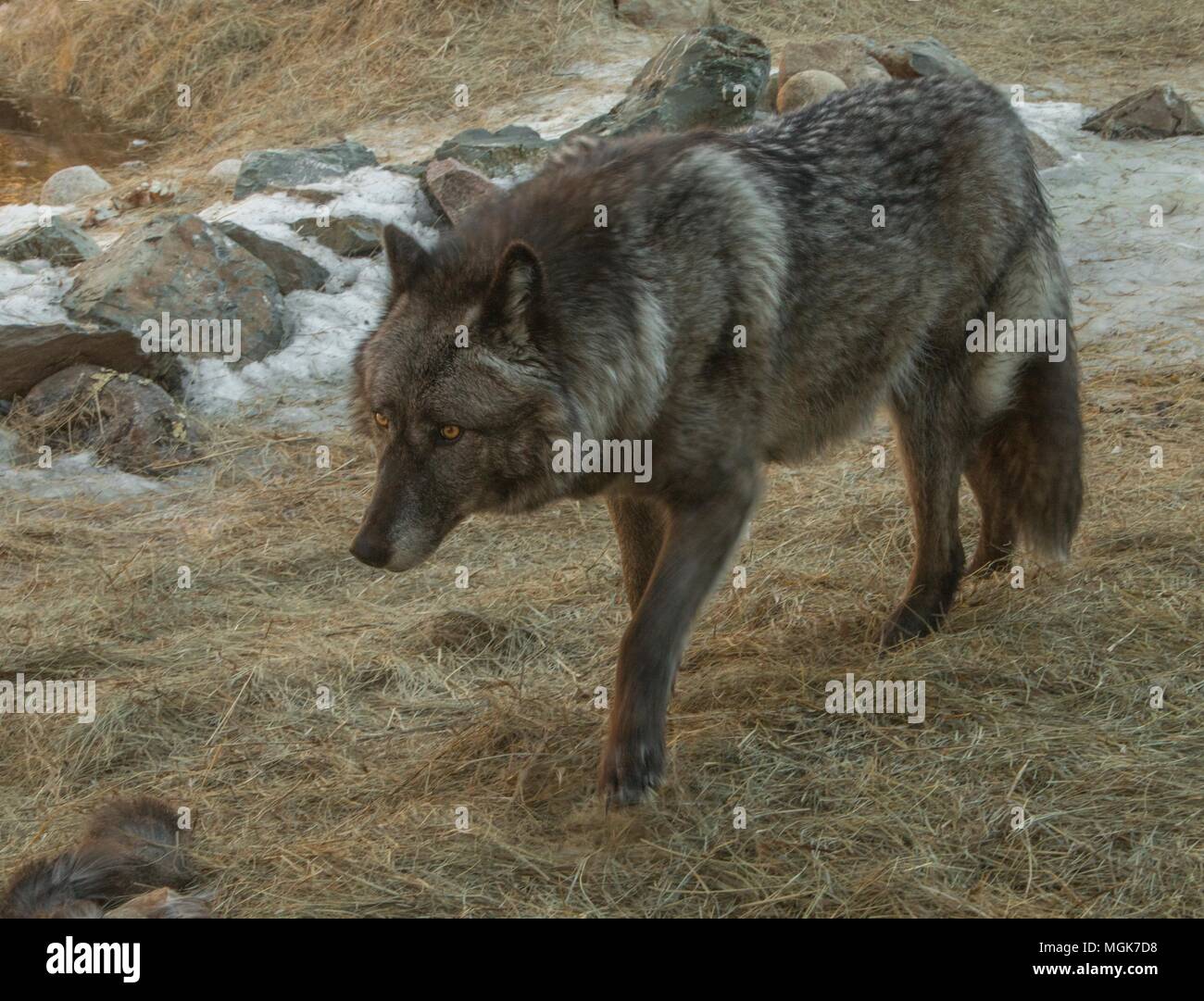 The International Wolf Center in Ely, Minnesota houses several Great ...