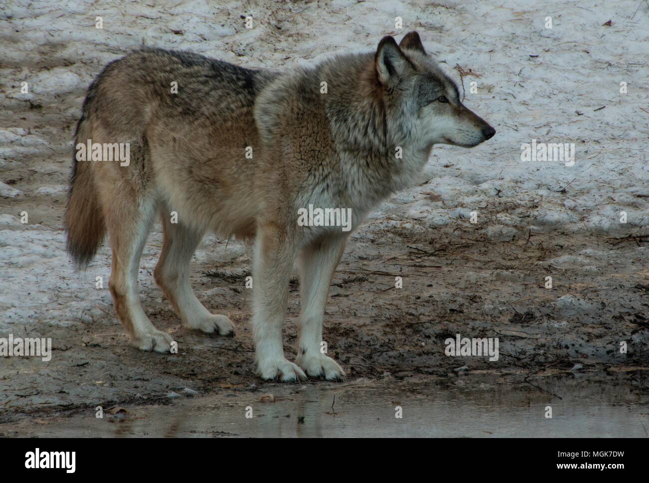 The International Wolf Center in Ely, Minnesota houses several Great ...