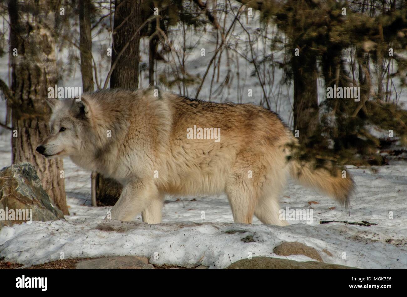 The International Wolf Center in Ely, Minnesota houses several Great ...