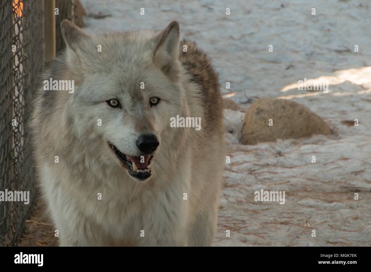 The International Wolf Center in Ely, Minnesota houses several Great ...