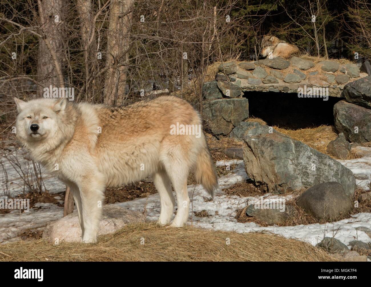 The International Wolf Center in Ely, Minnesota houses several Great ...