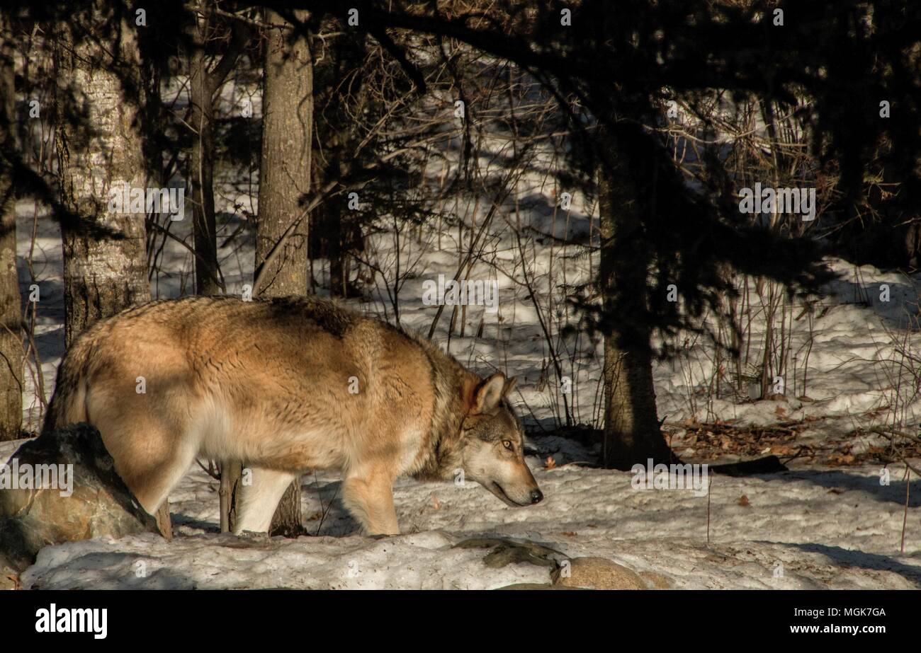 The International Wolf Center in Ely, Minnesota houses several Great ...