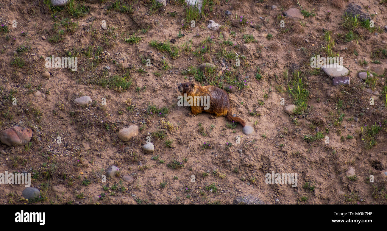 North american marmot hi-res stock photography and images - Alamy