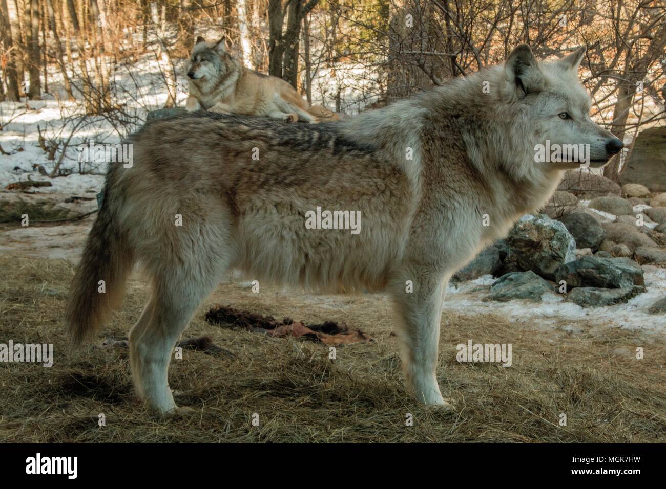 The International Wolf Center in Ely, Minnesota houses several Great ...