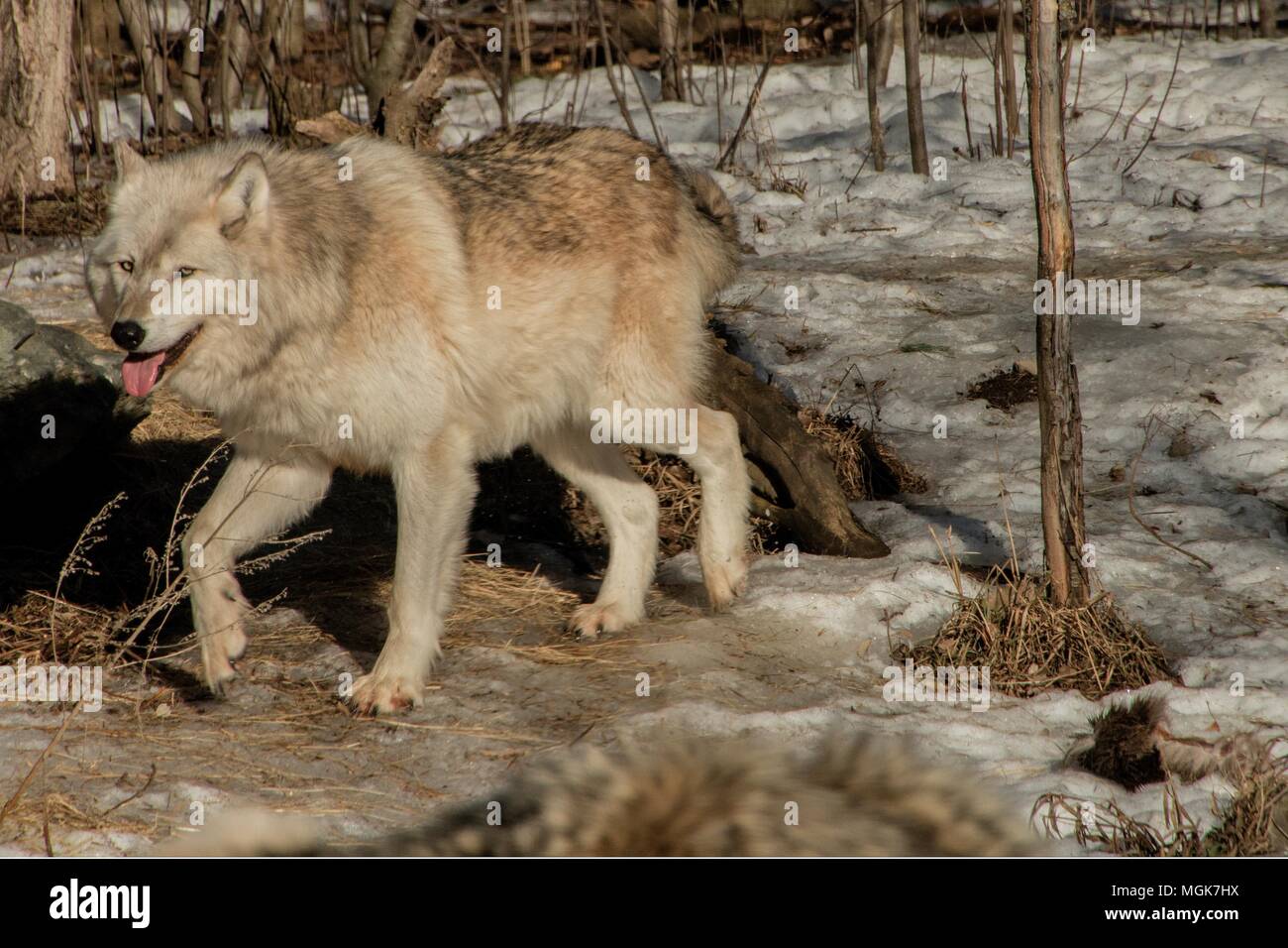 The International Wolf Center in Ely, Minnesota houses several Great ...
