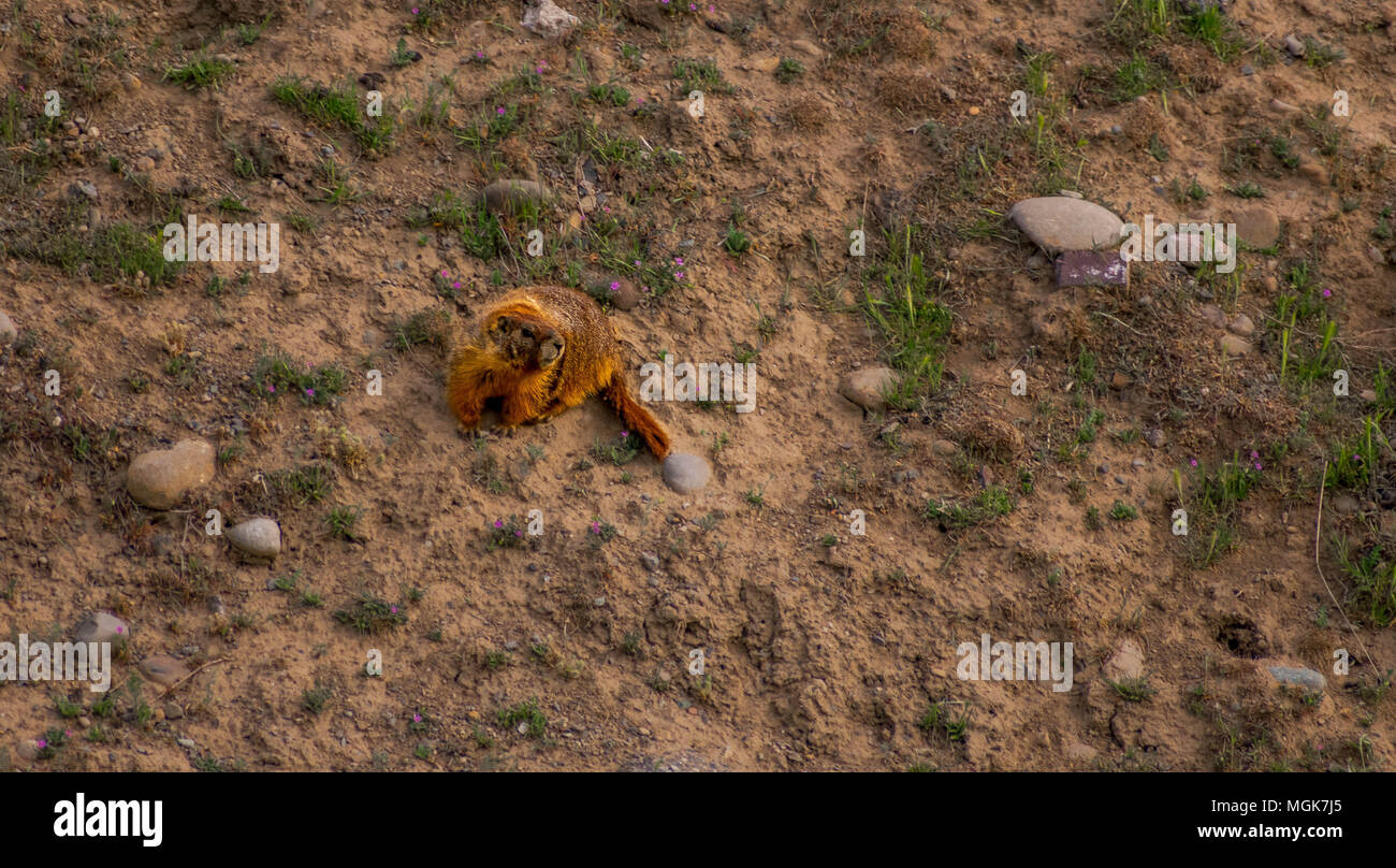 North american marmot hi-res stock photography and images - Alamy