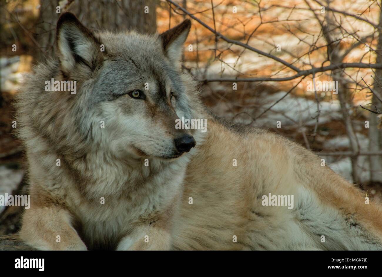 The International Wolf Center in Ely, Minnesota houses several Great ...