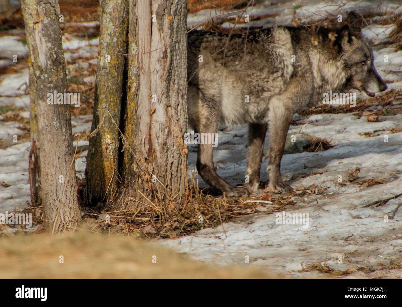 The International Wolf Center in Ely, Minnesota houses several Great ...