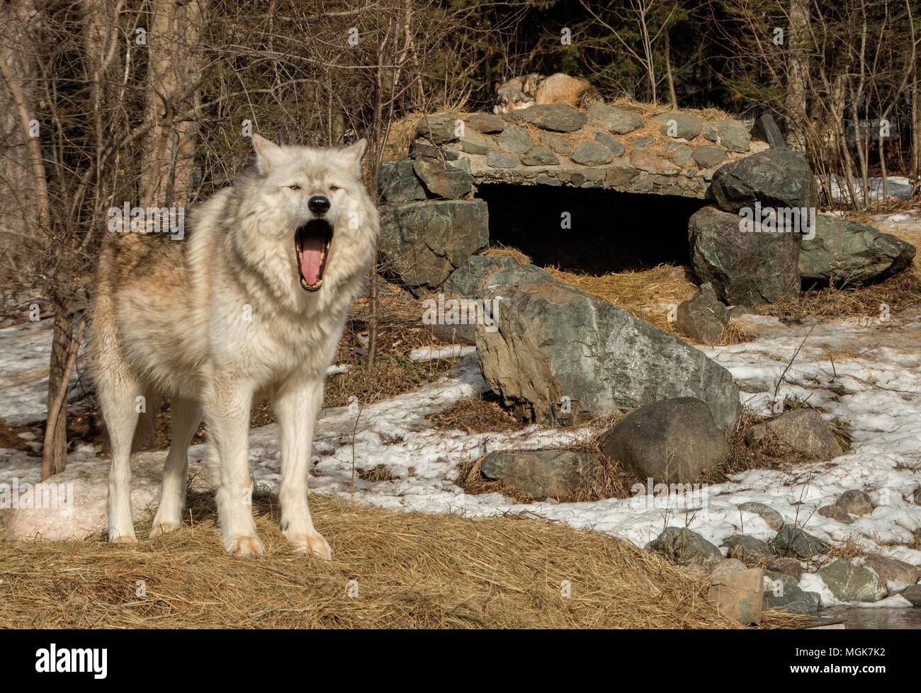 The International Wolf Center in Ely, Minnesota houses several Great ...